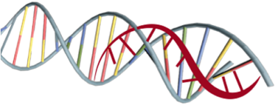 A Tripla hélice do DNA - IB | Instituto de Biociências | Universidade ...